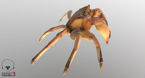 Aquatic animal model - TurboSquid 1385866