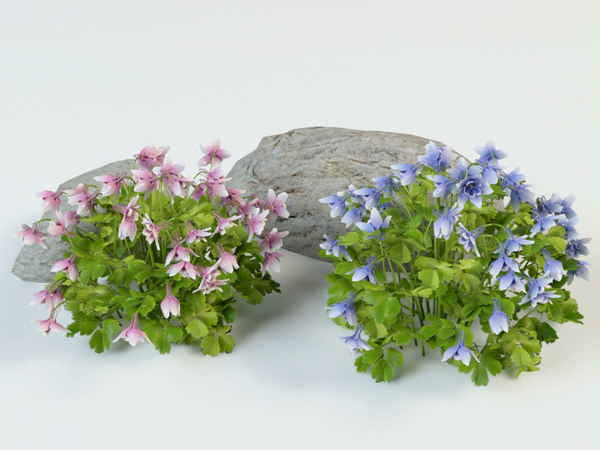 3D raspberry bushes - TurboSquid 1226577