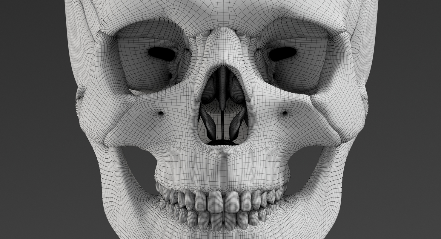 3D male skull - TurboSquid 1385650