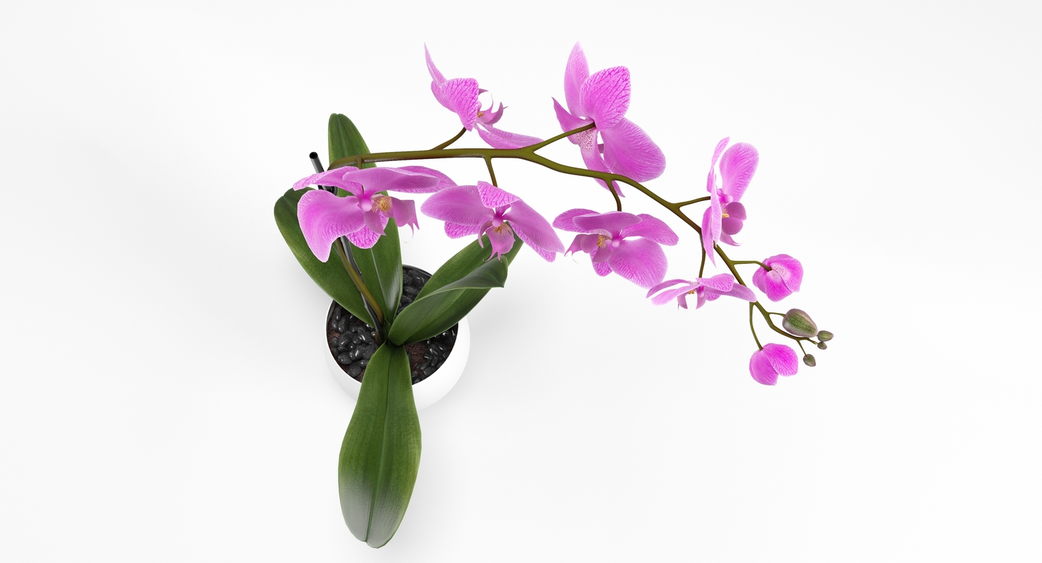 3D orchid - TurboSquid 1386026