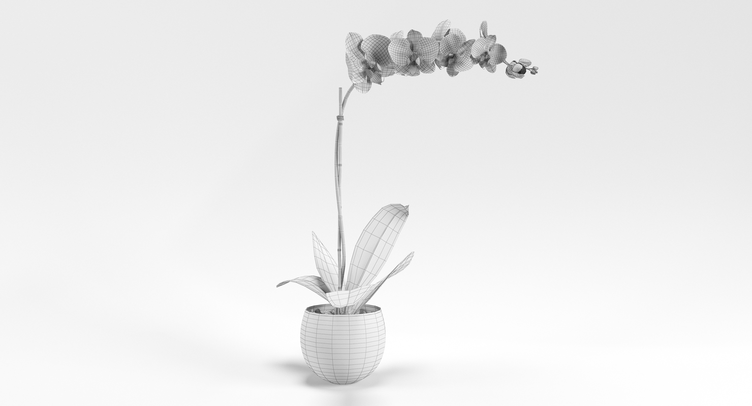 3D orchid - TurboSquid 1386026
