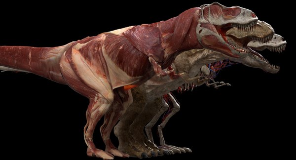 Muscle t rex 3D model - TurboSquid 1386225