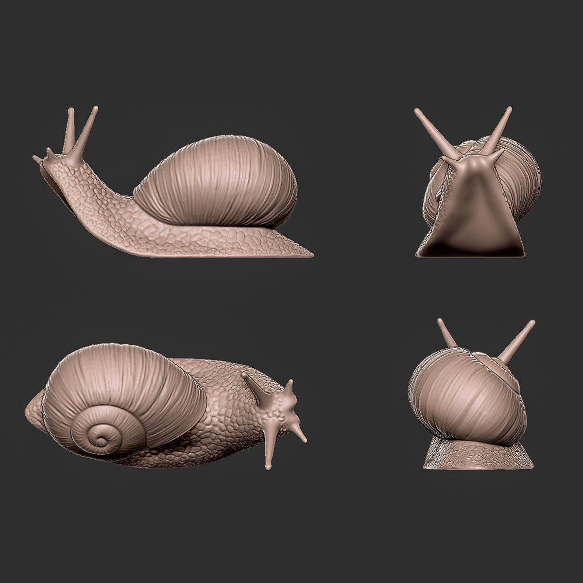 3D snail print model - TurboSquid 1386218