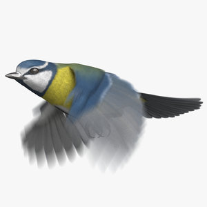 3D Titmouse Models | TurboSquid