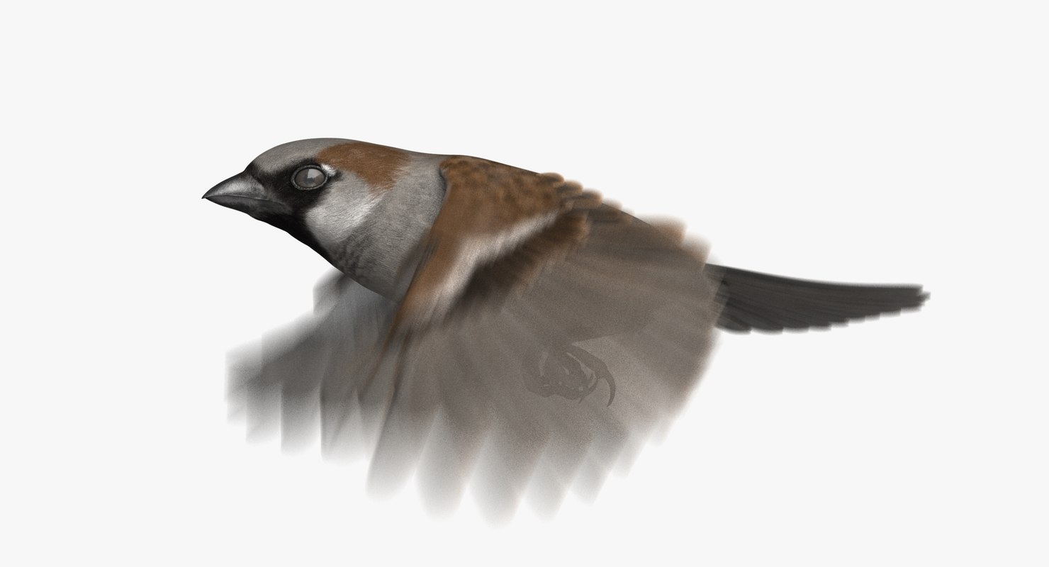 3D house sparrow animation model - TurboSquid 1386251
