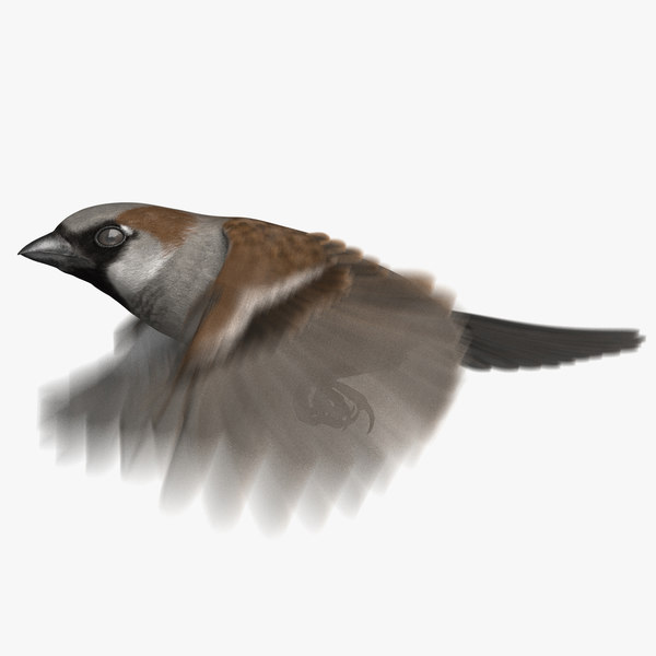 Bird 3D Models for Download | TurboSquid