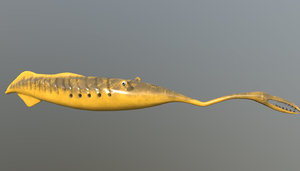 3d model pikaia prehistoric cambrian