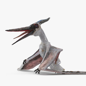 3D Pterodactyl Models | TurboSquid