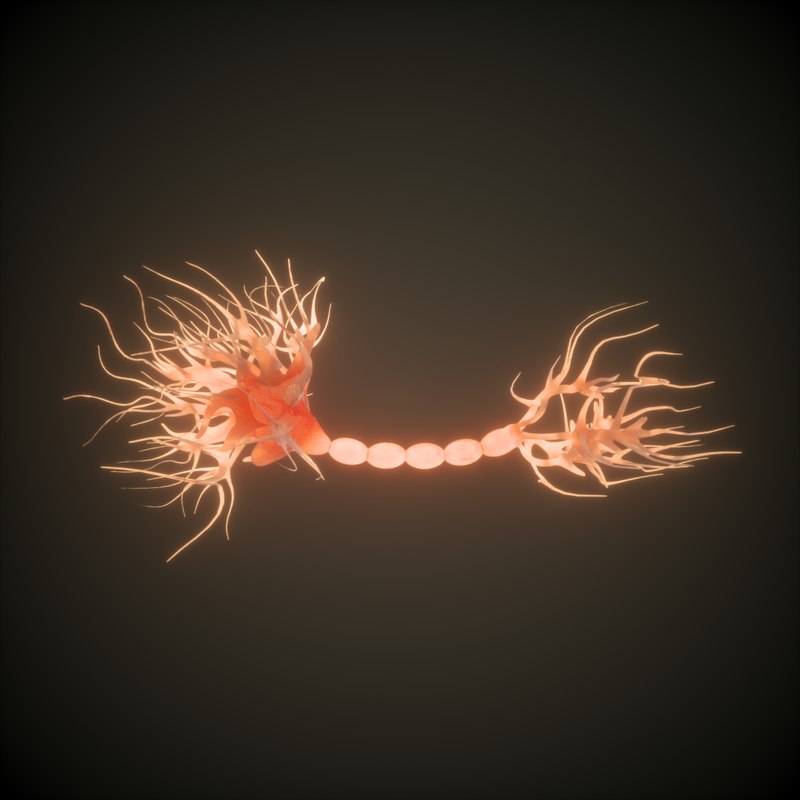 3D neuron science model - TurboSquid 1386532