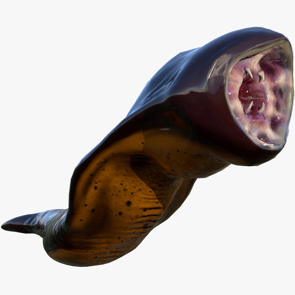 Fanged leech 3D model - TurboSquid 1383423