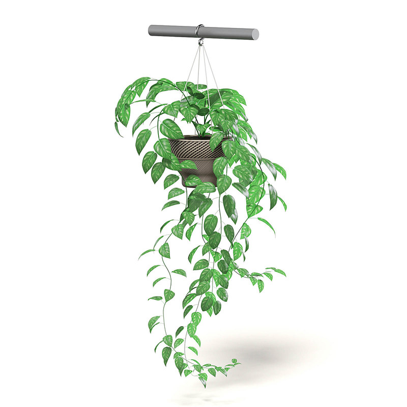 Hanging plant 3D model - TurboSquid 1386770