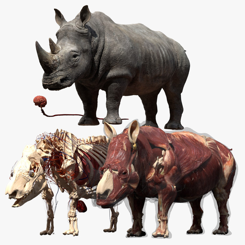 Rhino anatomy model - TurboSquid 1386949