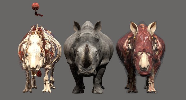 Rhino anatomy model - TurboSquid 1386949