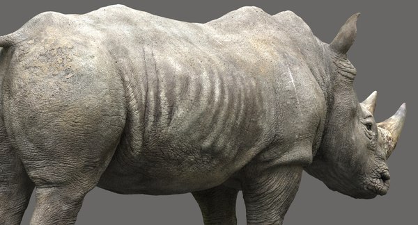 Rhino anatomy model - TurboSquid 1386949