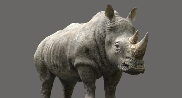 Rhino anatomy model - TurboSquid 1386949