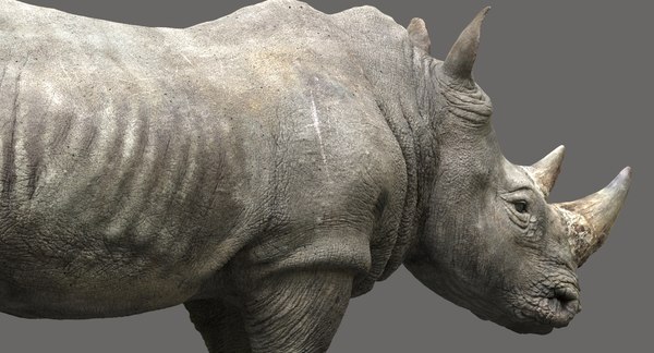 Rhino anatomy model - TurboSquid 1386949