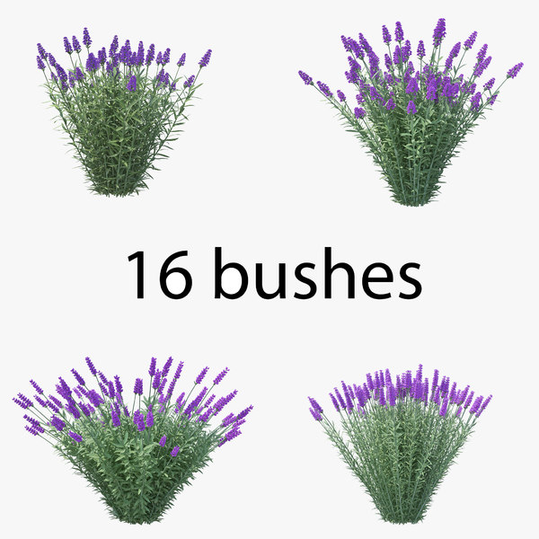 lavender plant flowers 3d model
