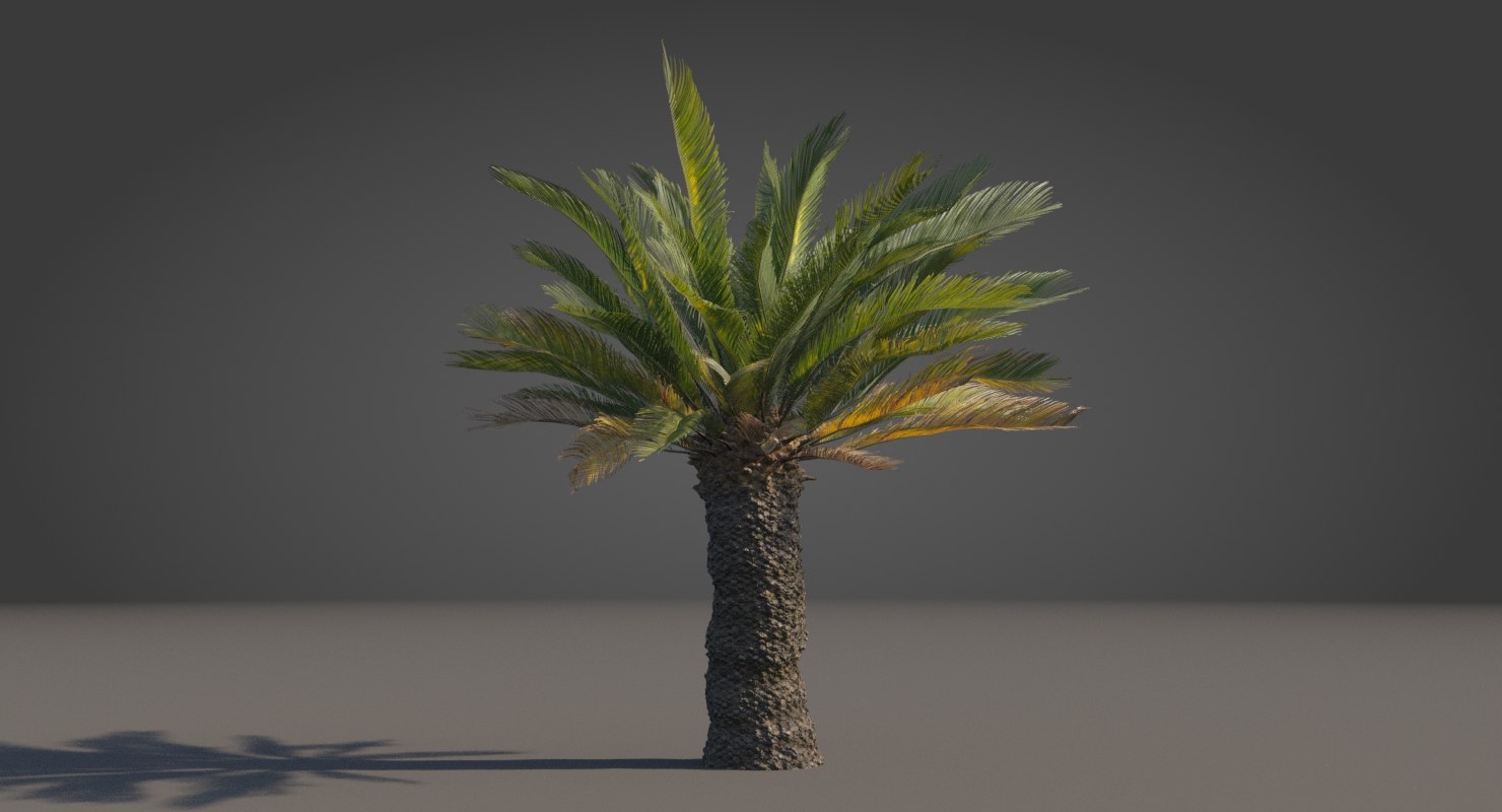 3D tree cycad brood boom model - TurboSquid 1387092