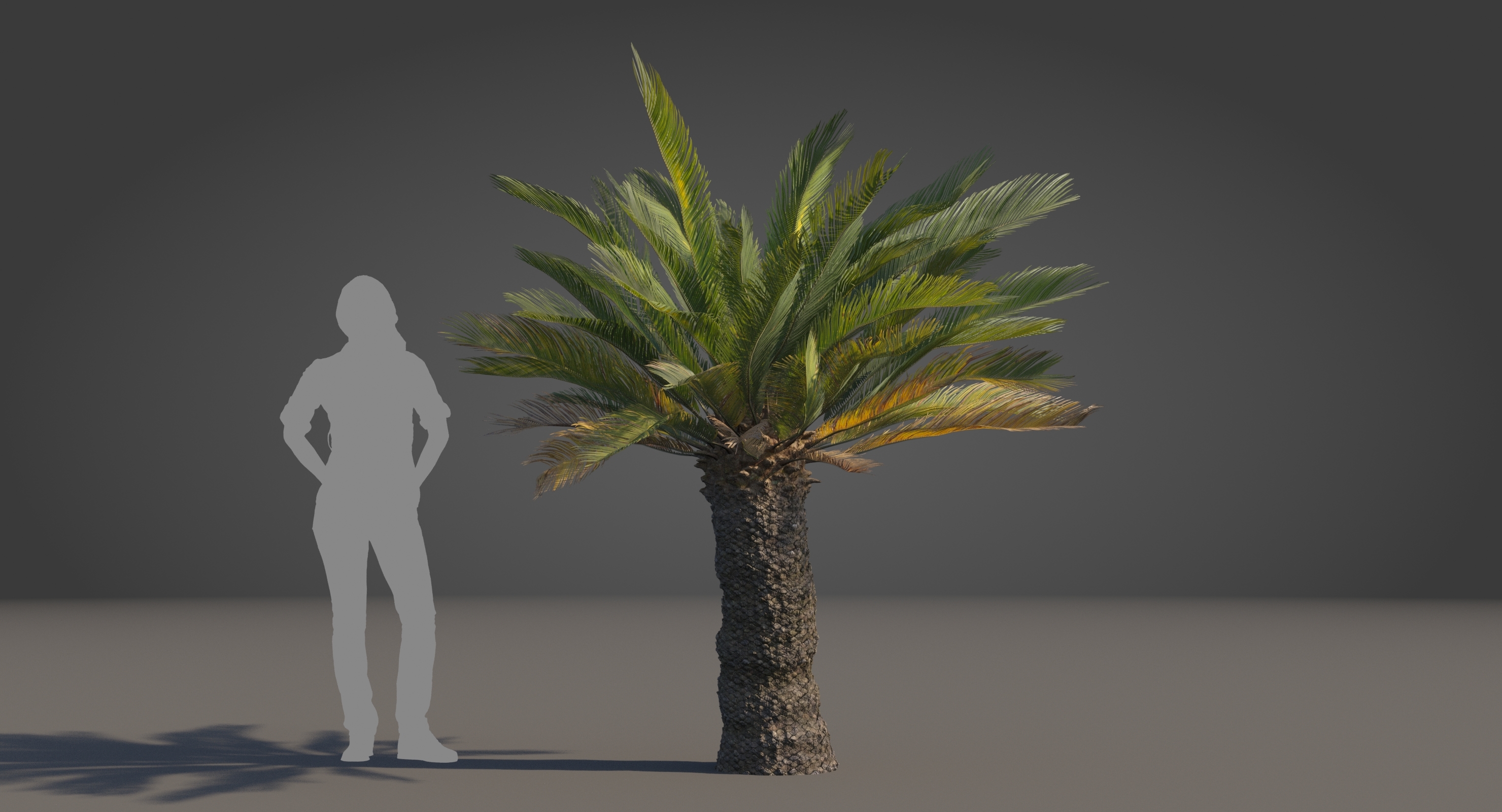 3D tree cycad brood boom model - TurboSquid 1387092