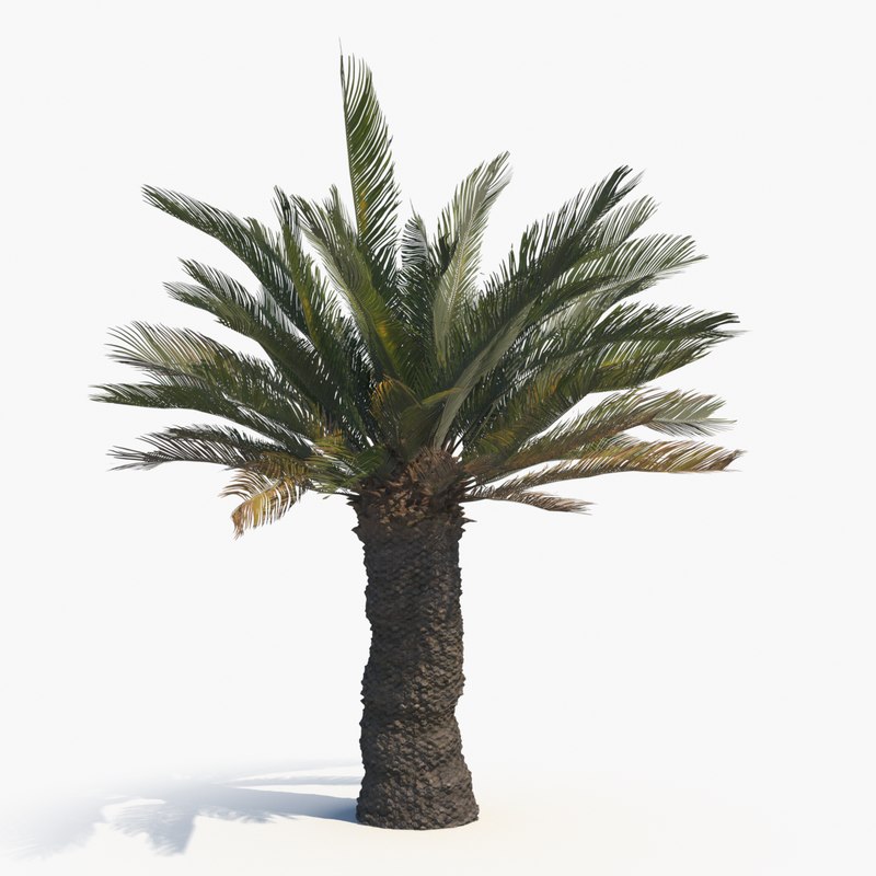 3D tree cycad brood boom model - TurboSquid 1387092