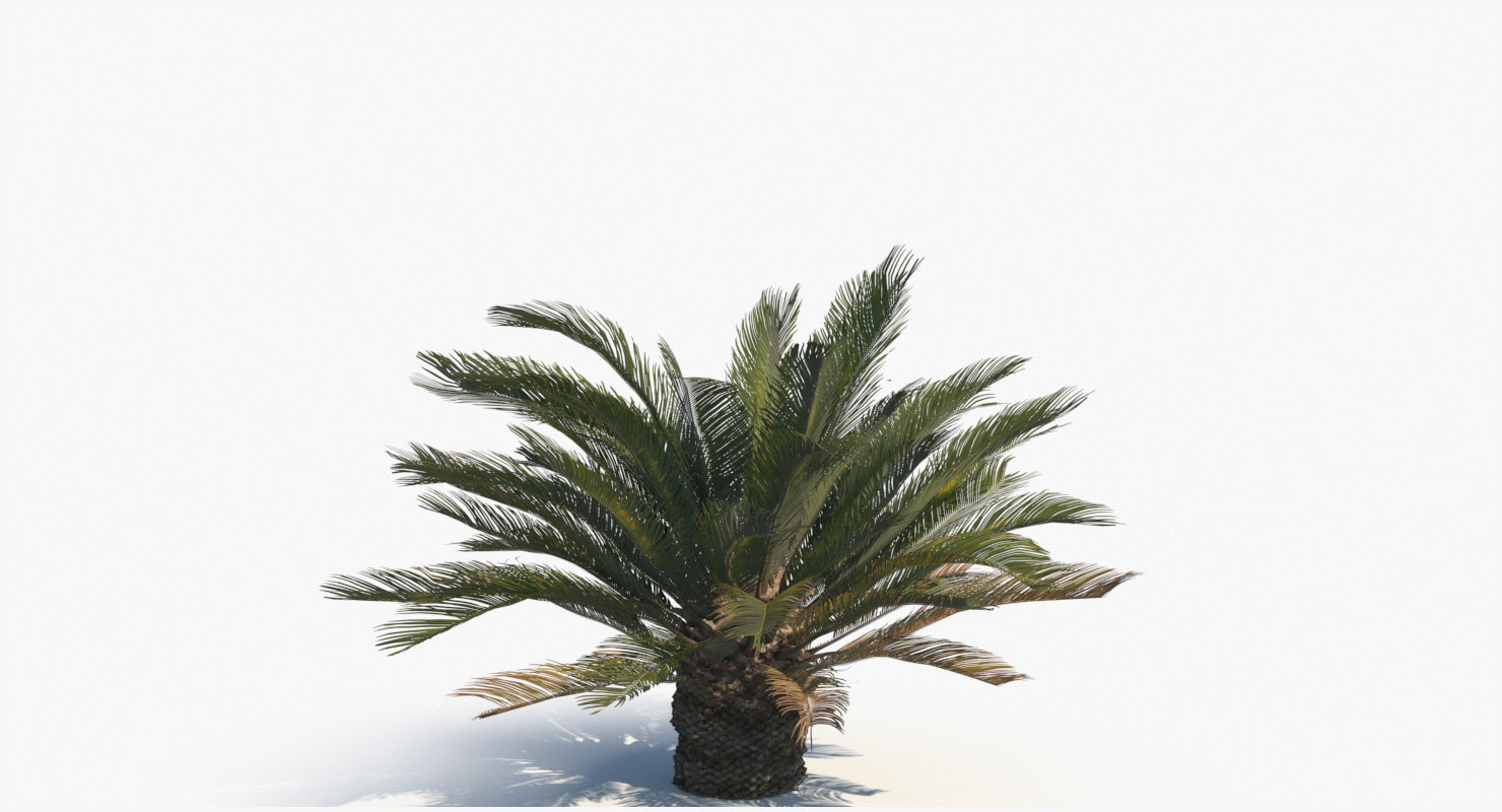 3D model scan cycad broodboom - TurboSquid 1387098