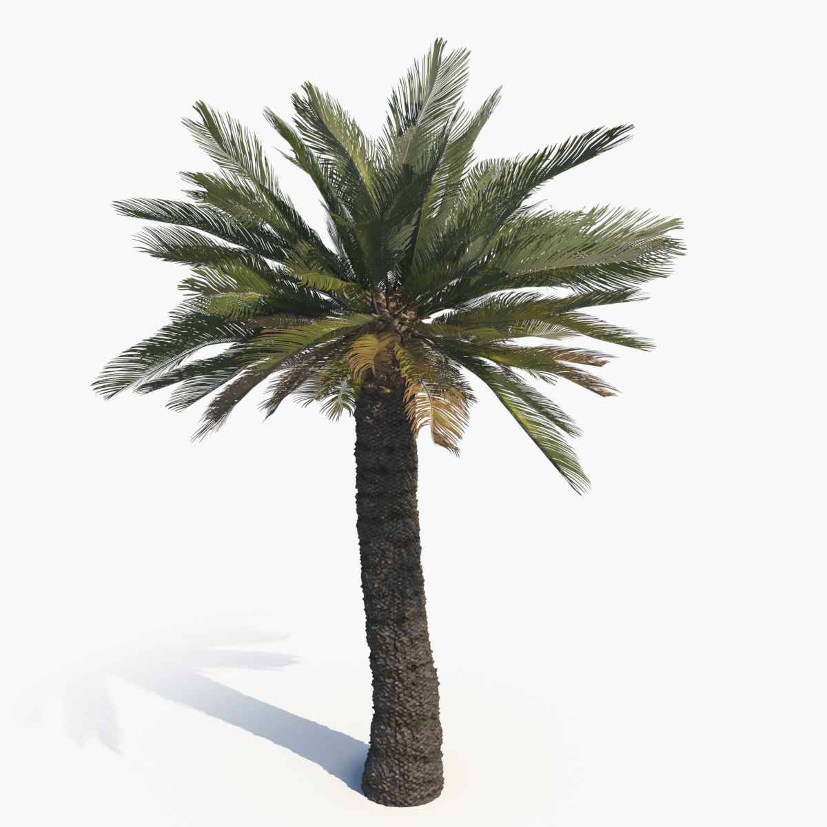 Scan cycad broodboom 3D model - TurboSquid 1387106