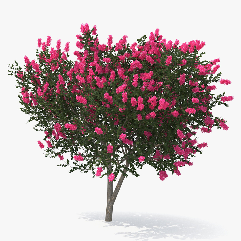 Evergreen small tree myrtle 3D model - TurboSquid 1387428