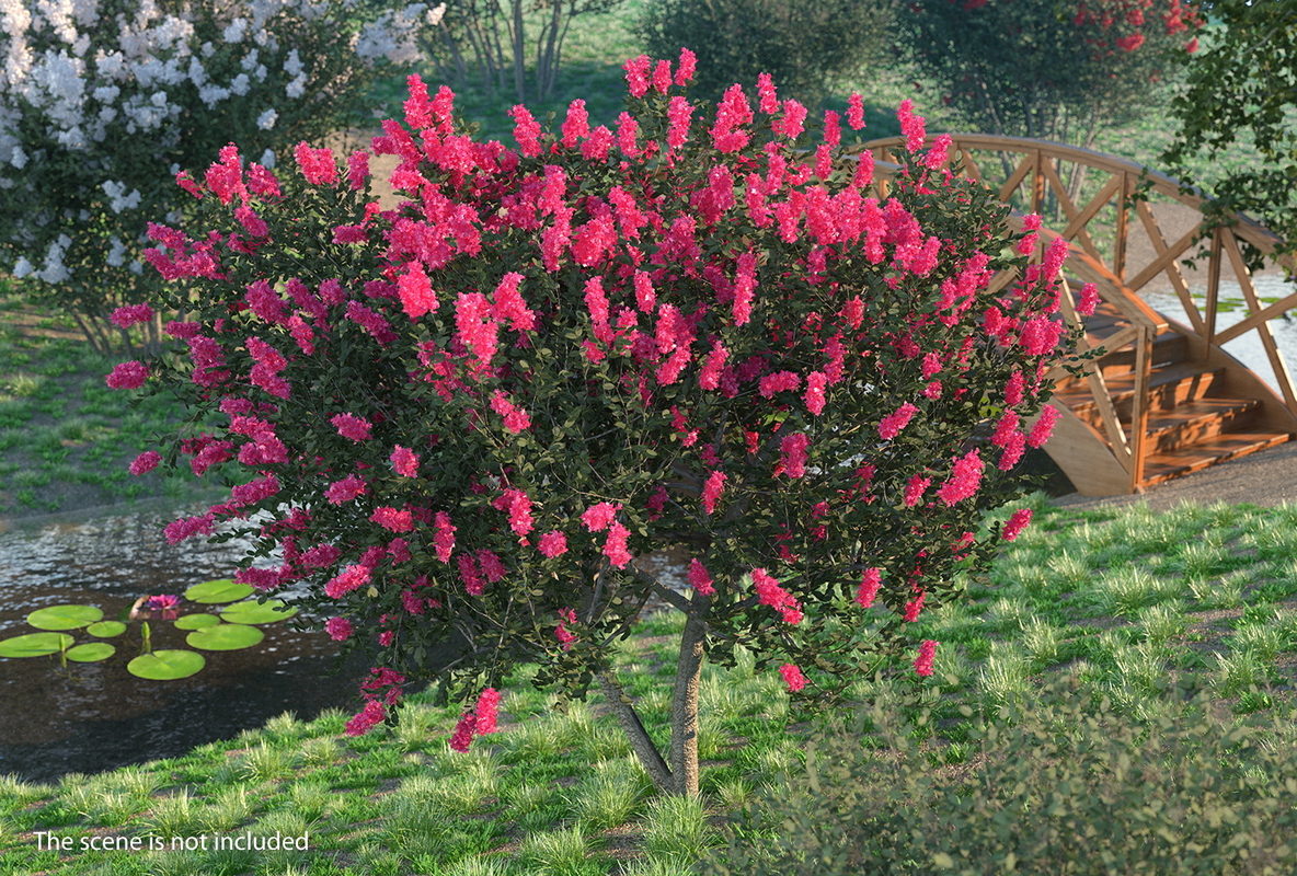 Evergreen small tree myrtle 3D model - TurboSquid 1387428