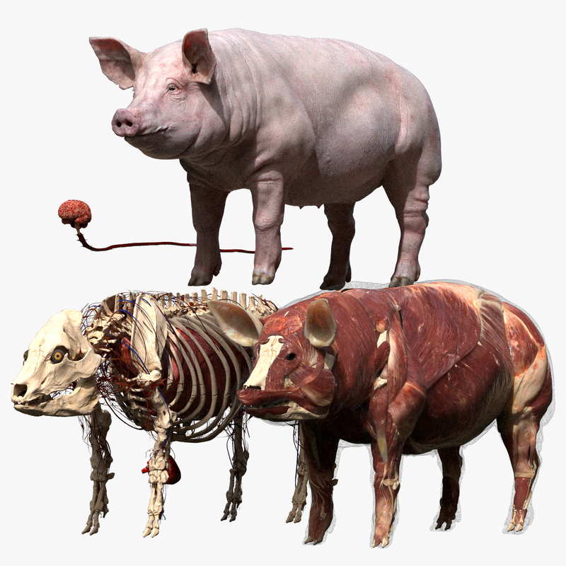 Pig 3D model - TurboSquid 1387231