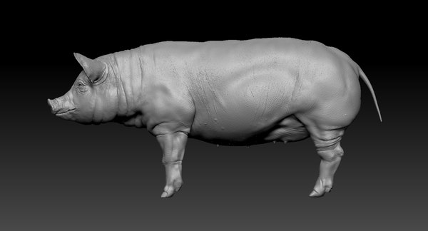Pig 3D model - TurboSquid 1387231