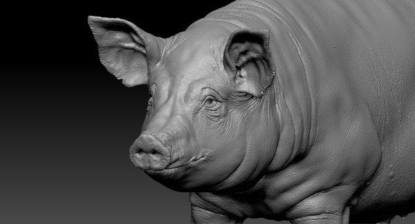 Pig 3D model - TurboSquid 1387231