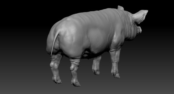 Pig 3D model - TurboSquid 1387231