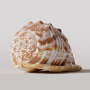 3d seashell sea model
