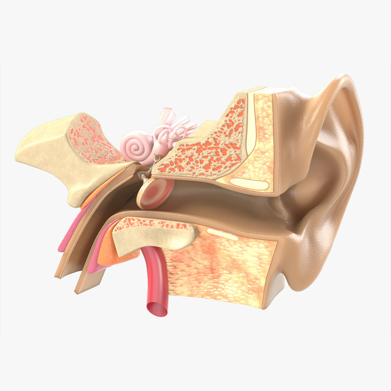 Ear tympanum 3D model - TurboSquid 1387279