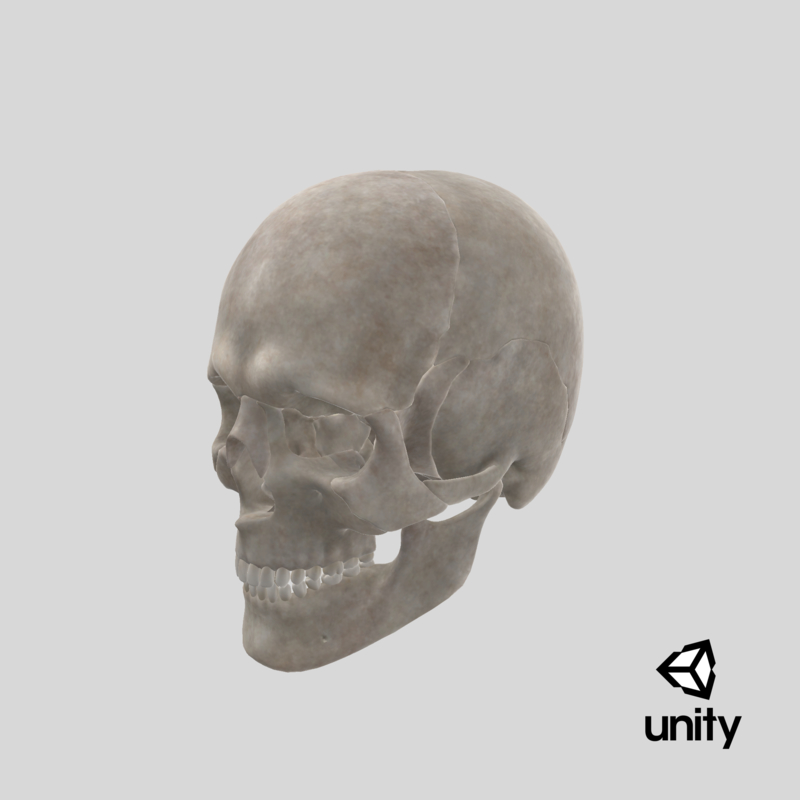 3D male skull - TurboSquid 1385650