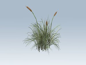 Plants Rhino Models for Download | TurboSquid