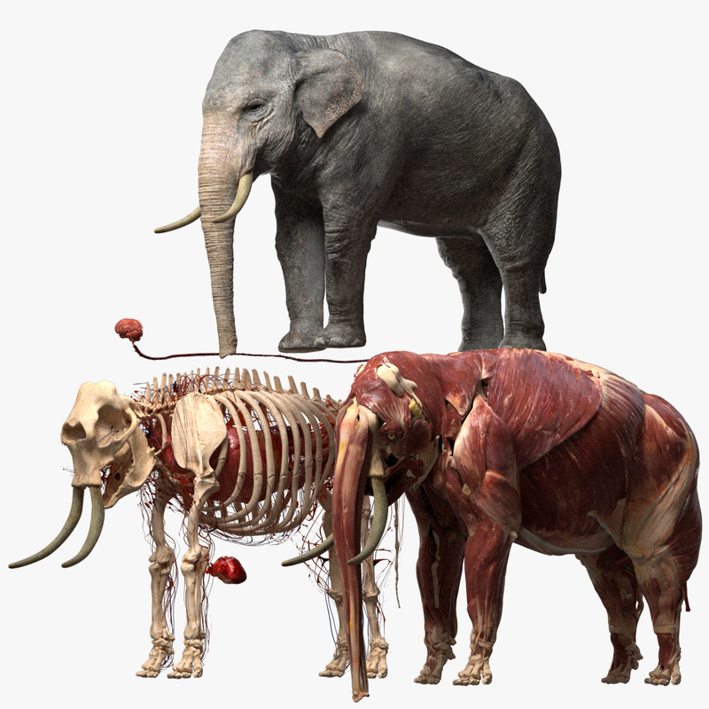 Asian elephant anatomy 3D model - TurboSquid 1387620
