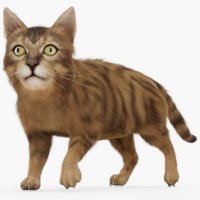 Cat Blender Models for Download | TurboSquid