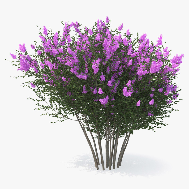 3D tuscarora crape myrtle tree - TurboSquid 1388248