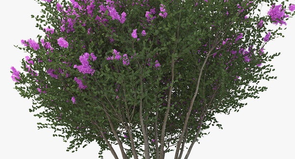 3D tuscarora crape myrtle tree - TurboSquid 1388248