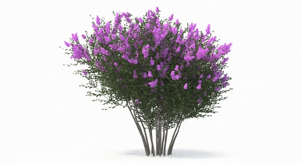 3D tuscarora crape myrtle tree - TurboSquid 1388248