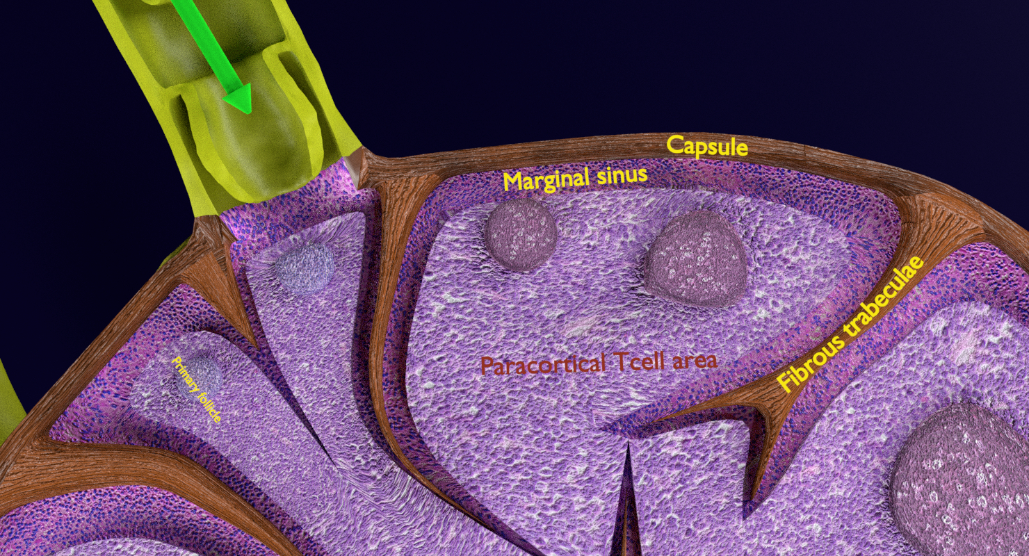 Histological lymph node lymphatic 3D - TurboSquid 1388266