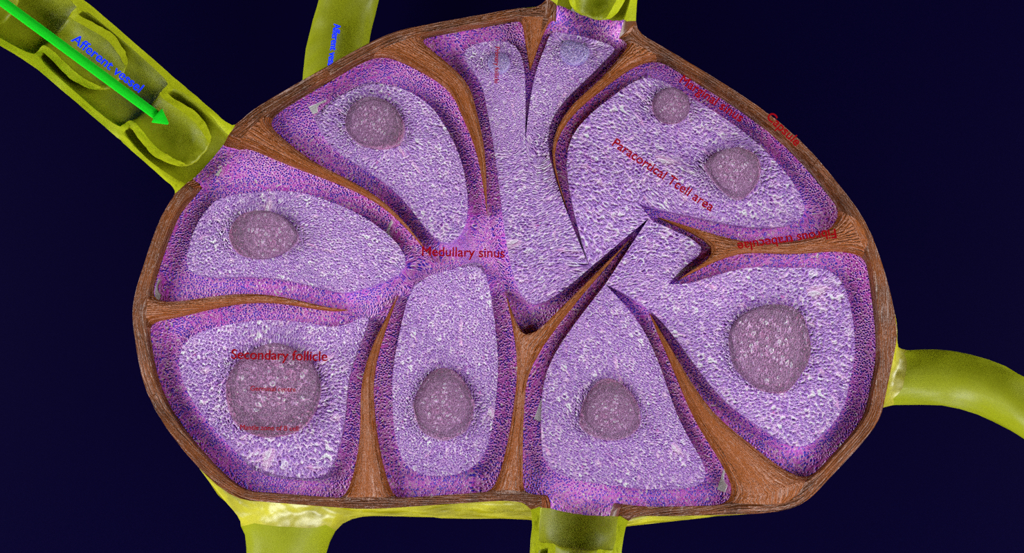 Histological lymph node lymphatic 3D - TurboSquid 1388266