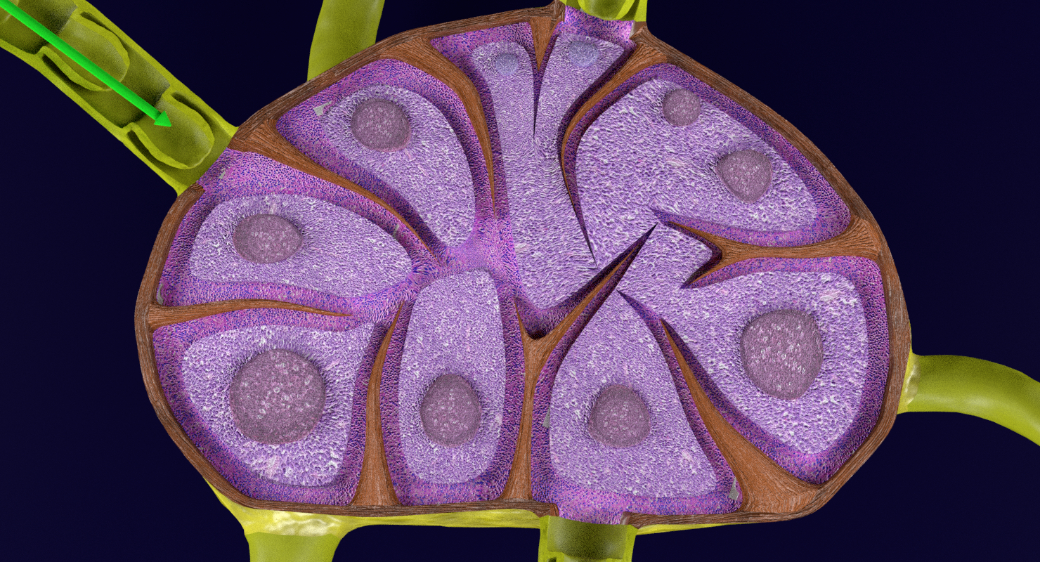 Histological lymph node lymphatic 3D - TurboSquid 1388266