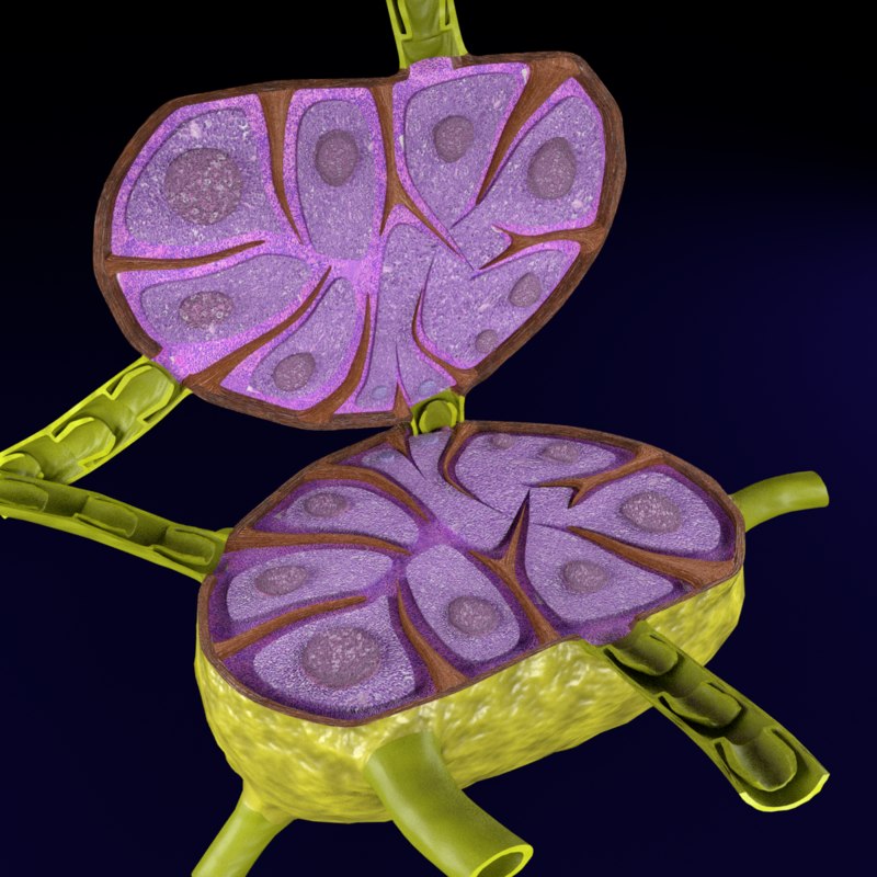 Histological lymph node lymphatic 3D - TurboSquid 1388266