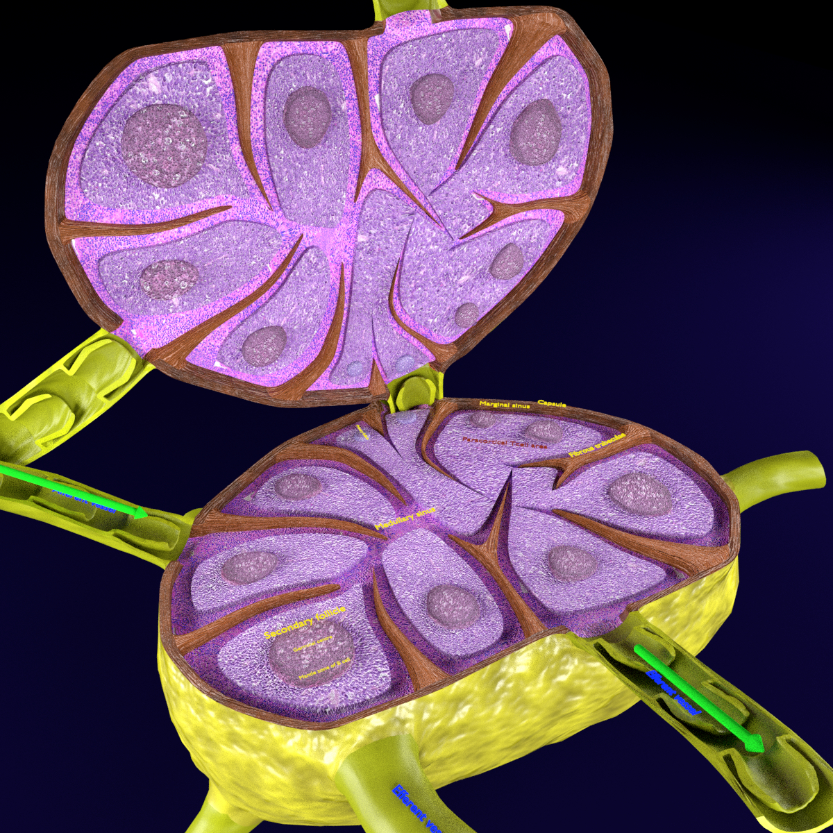 Histological lymph node lymphatic 3D - TurboSquid 1388266