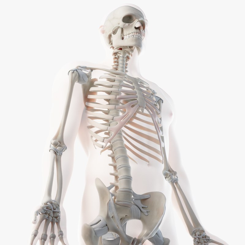 Male skin skeleton rigged 3D model - TurboSquid 1390112