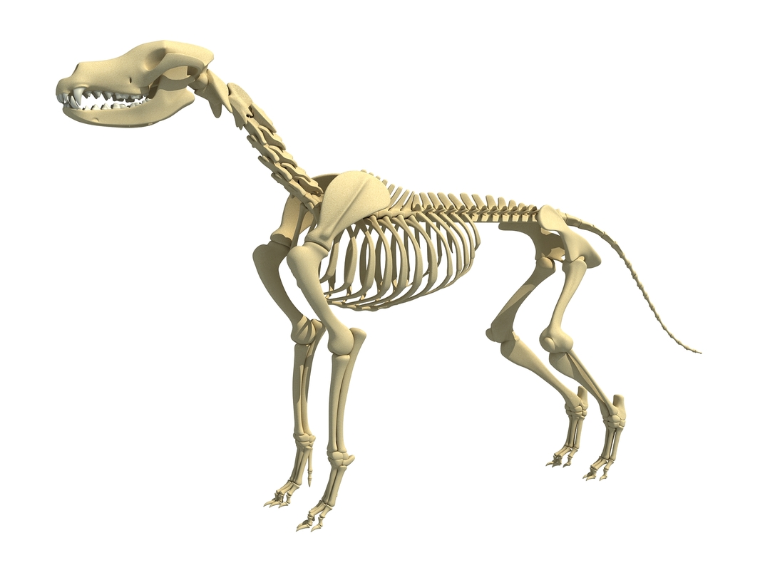 犬の骨格3Dモデル - TurboSquid 1389248