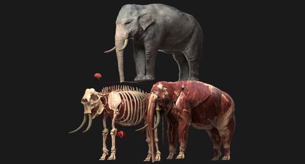Asian elephant anatomy 3D model - TurboSquid 1387620