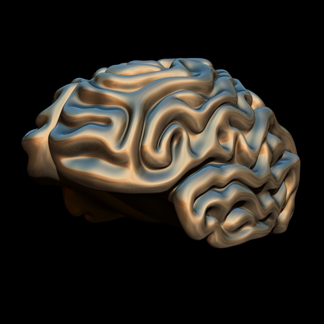 3D brain model - TurboSquid 1389358